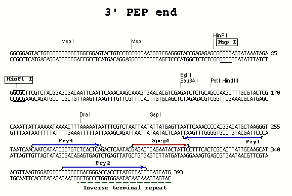 BDGP: Inverse PCR & Cycle Sequencing of P Element Insertions for STS ...
